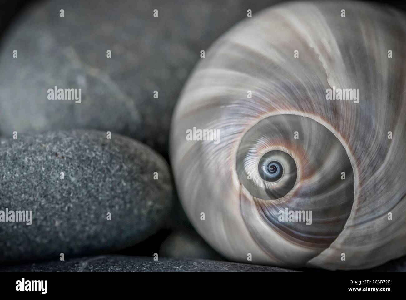 Sharks eye shell hi-res stock photography and images - Alamy