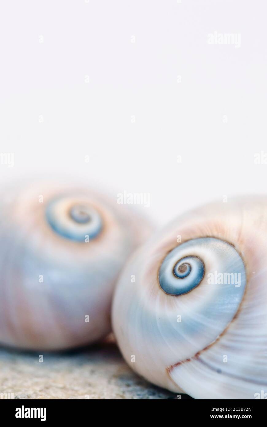 Shark eye shell hi-res stock photography and images - Alamy