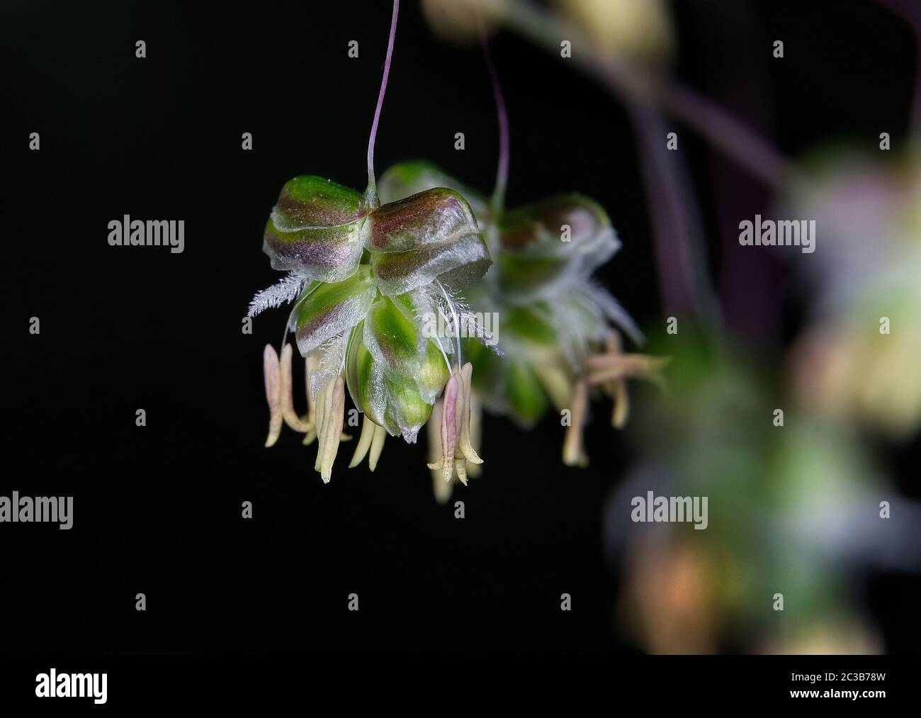 Ripening seed on small hi-res stock photography and images - Alamy