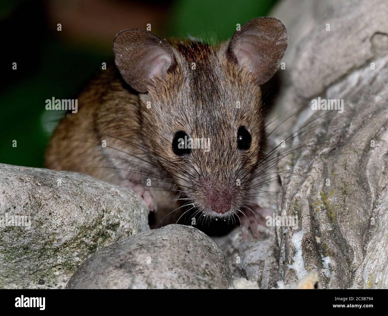 House mouse feeding on scraps in urban house garden Stock Photo - Alamy