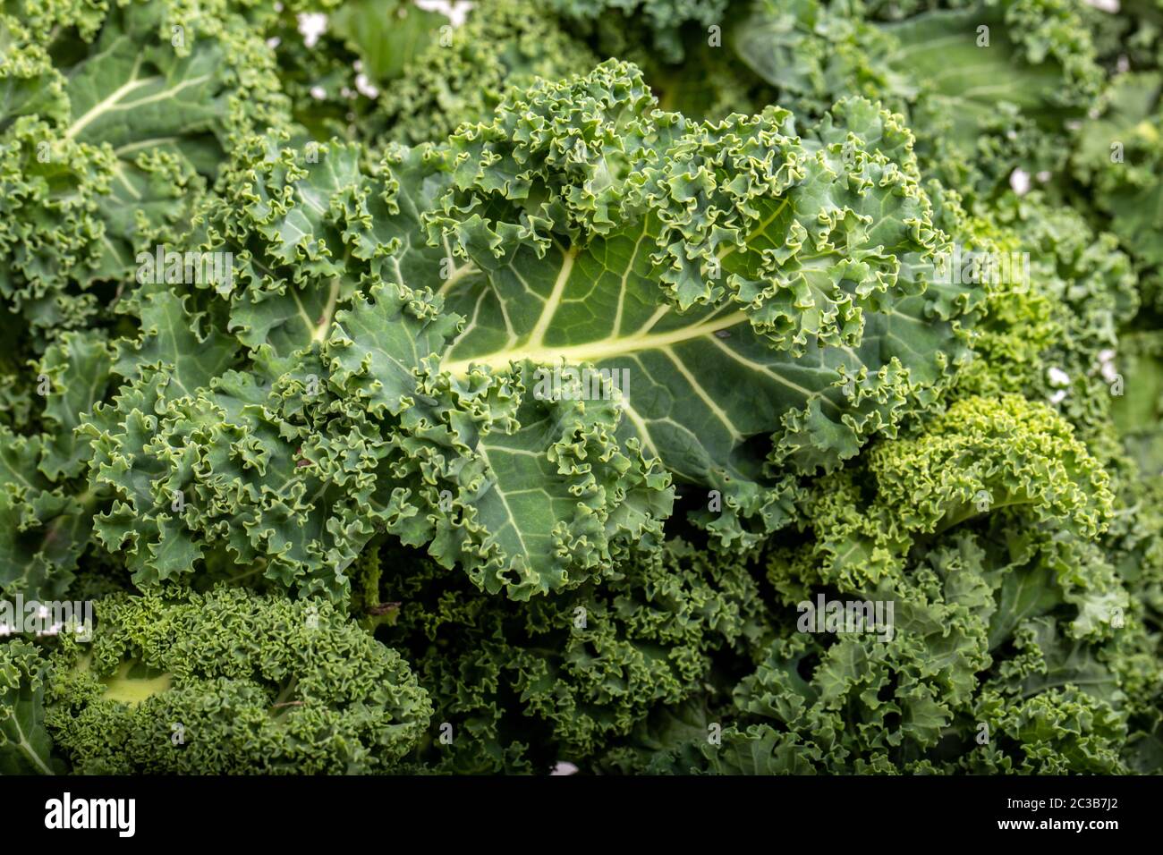 A healthy fresh curly kale Stock Photo - Alamy