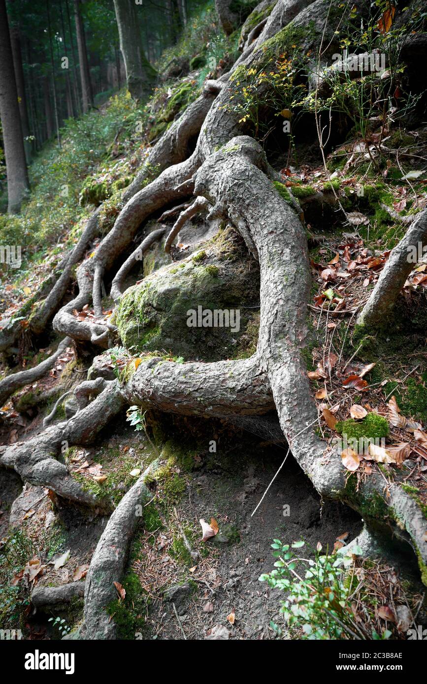 Roots of a tree on a hiking trail near Karlovy Vary in the Czech ...