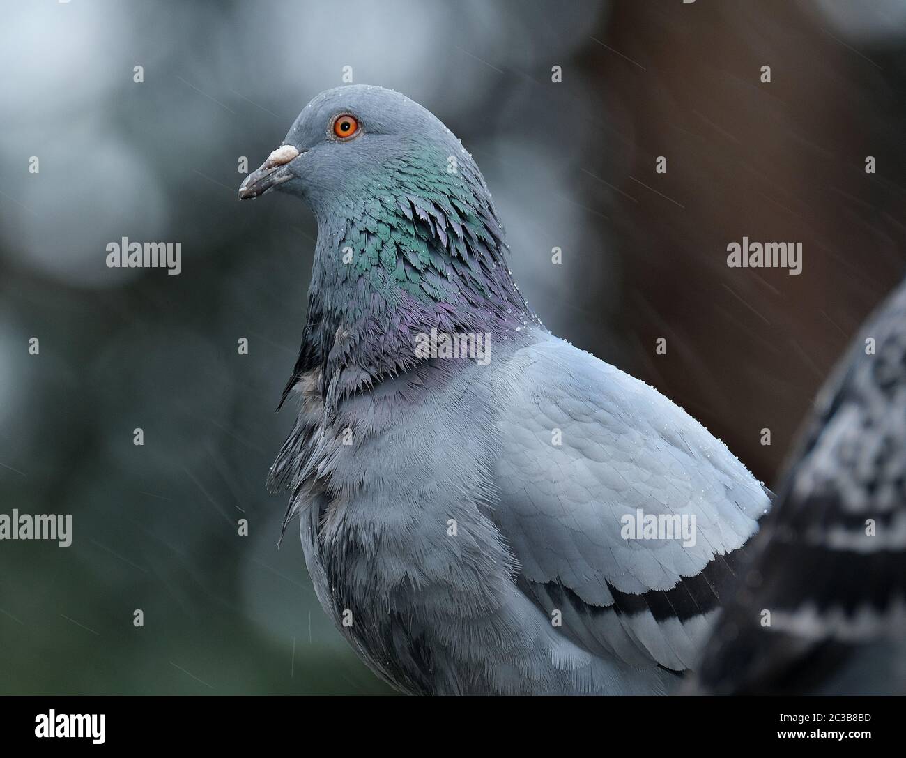 Feral pigeons in an urban house garden in warm weather. UK Stock Photo ...