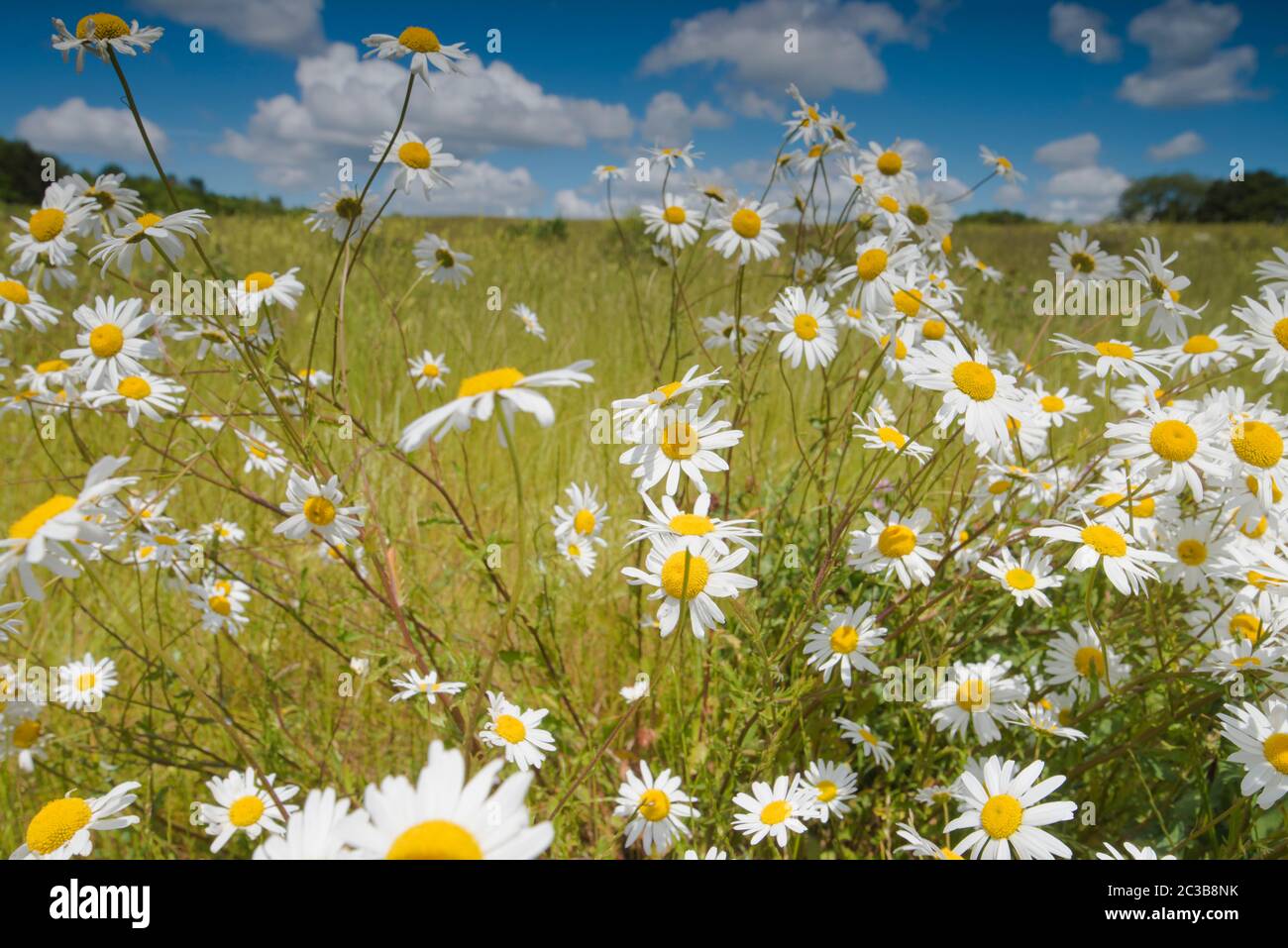 Summer time in the Somerset.UK Stock Photo - Alamy