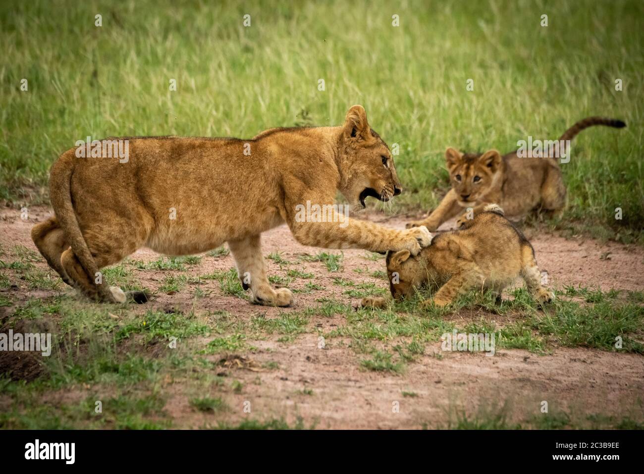 Two lion cubs fighting panthera leo safari hi-res stock photography and ...