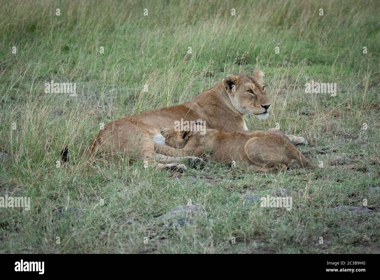Lion cubs nursing hi-res stock photography and images - Alamy