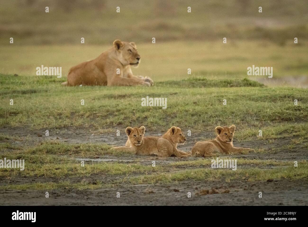 Lion guarding cubs hi-res stock photography and images - Alamy