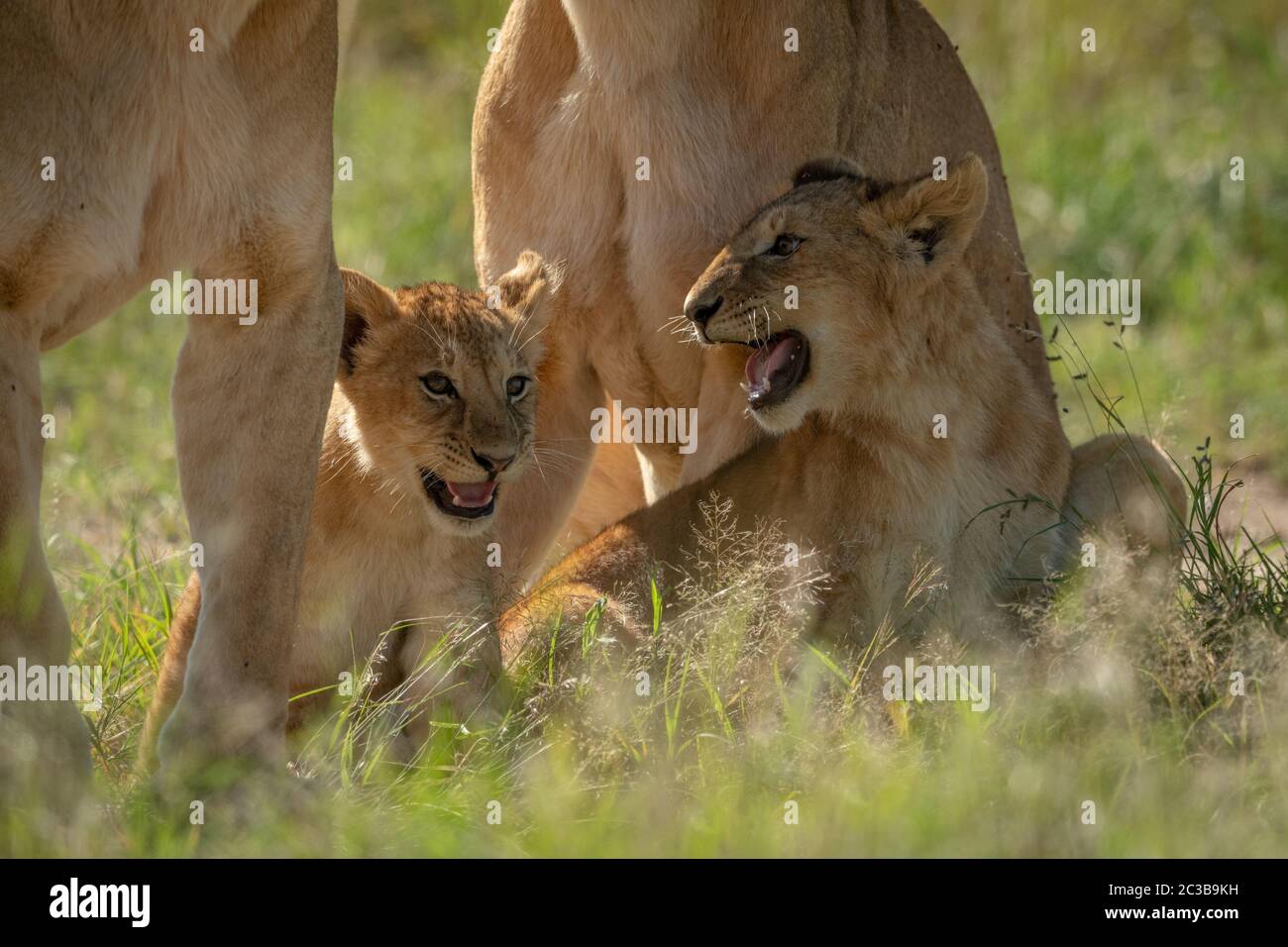 Lion cubs sit baring teeth by mothers Stock Photo - Alamy