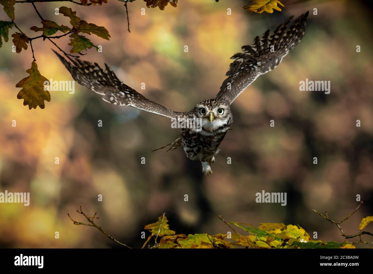 Owl autumn hi-res stock photography and images - Alamy