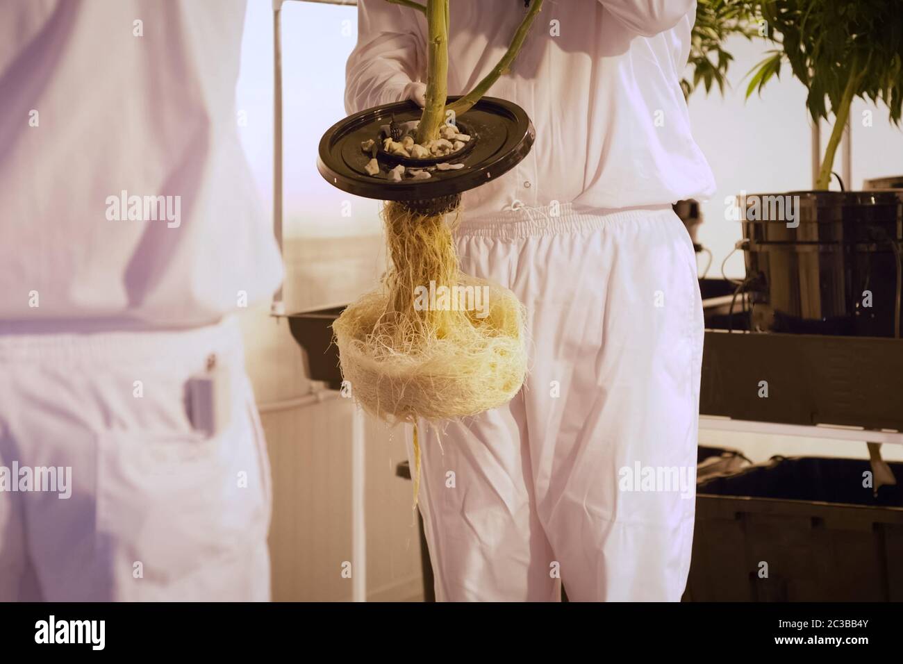 Cannabis roots in hydroponics, Cannabis cultivation in a legal garden ...