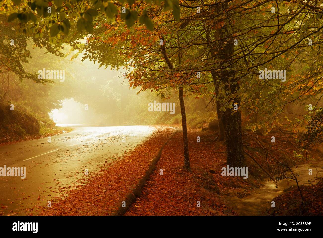 Autumn forest at Mata da Albergaria, Geres National Park, Portugal ...