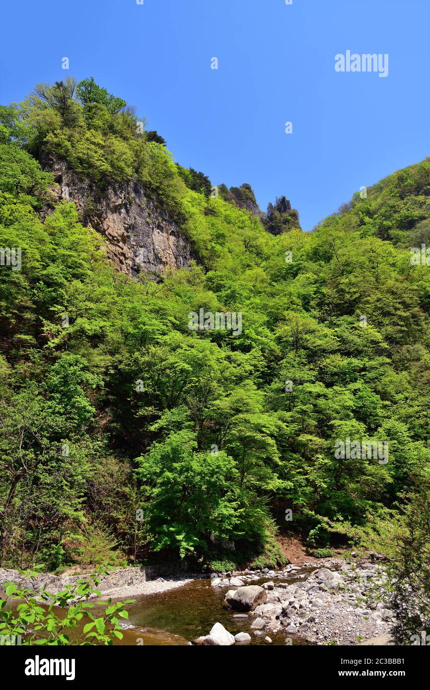 North Korea. Amazing scenery. Mountains covered with korean maples and ...