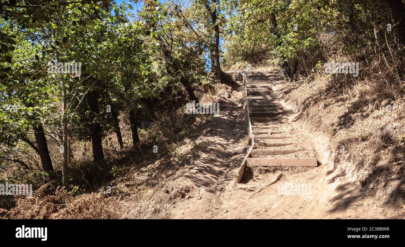 earth and wood staircase in a forest in western France in summer Stock ...