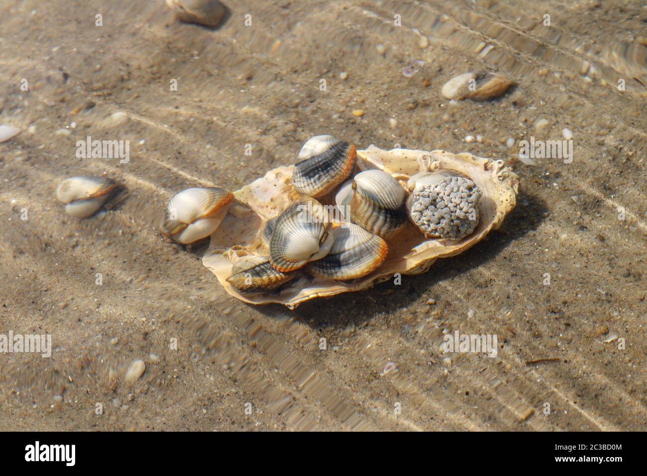 Common cockles underwater on seabed - species of edible saltwater clams ...