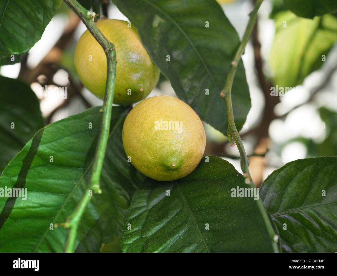 yellow lemon (Citrus x limon) fruit vegetarian food Stock Photo - Alamy