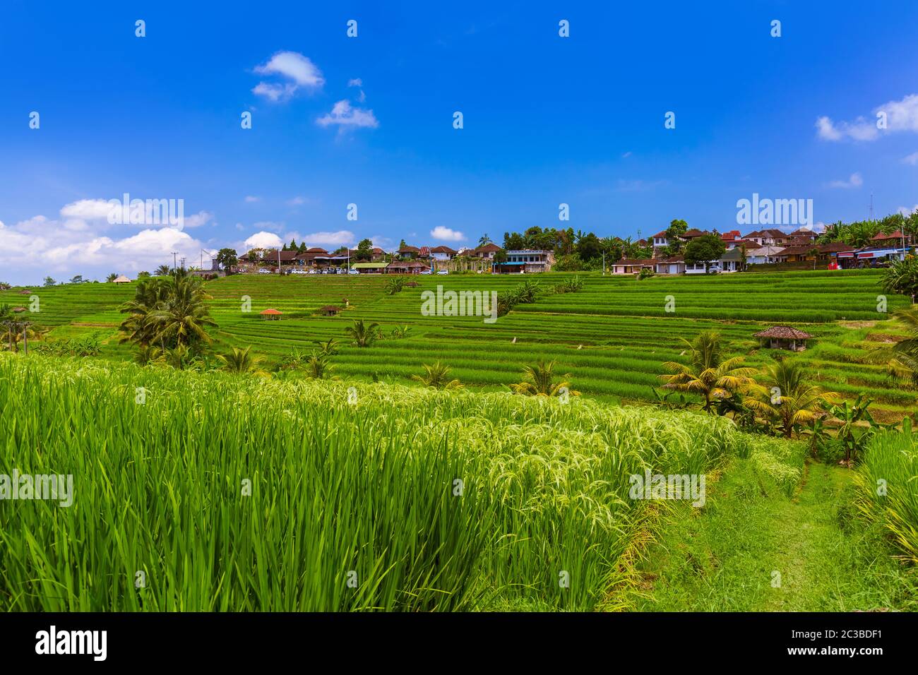 Rice fields - Bali island Indonesia Stock Photo - Alamy
