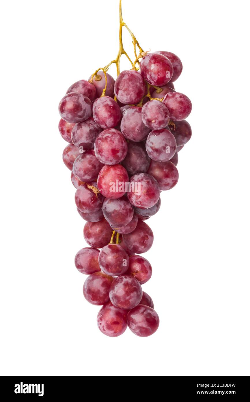 Grapes grapevine vineyard Cut Out Stock Images & Pictures - Alamy