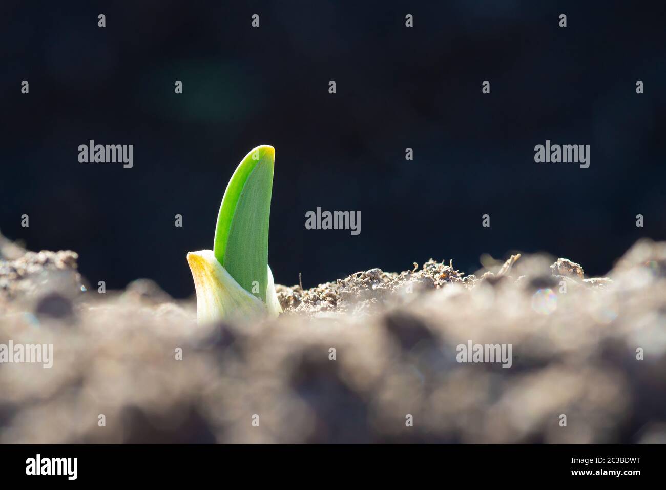 Young garlic sprouts growing in an organic farming crop Stock Photo - Alamy