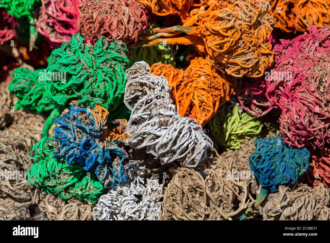 Colored dried marine algae from Red Sea, seaweed shaped into decorative ...