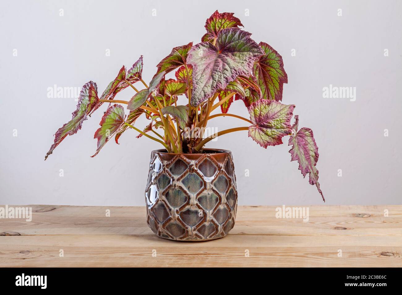 Begonia Fireworks plant in a pot on wooden table. King Begonia or ...