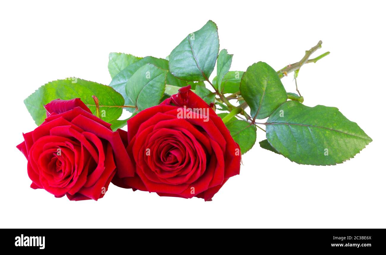 Two red Roses (Rosaceae) lying with stalk and green leaves isolated on ...