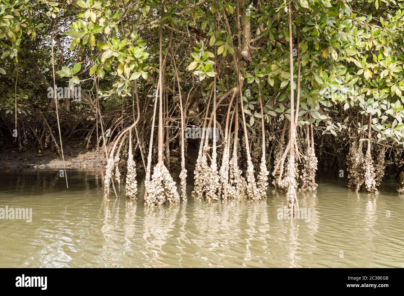 Tropical mangrove and oyster forest in the mangroves Stock Photo - Alamy