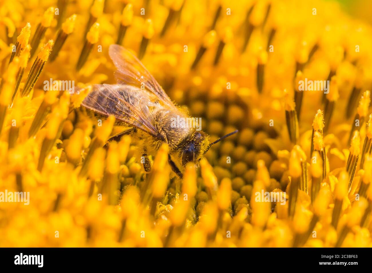 Animal sitting at summer sun flower and collect for important ...