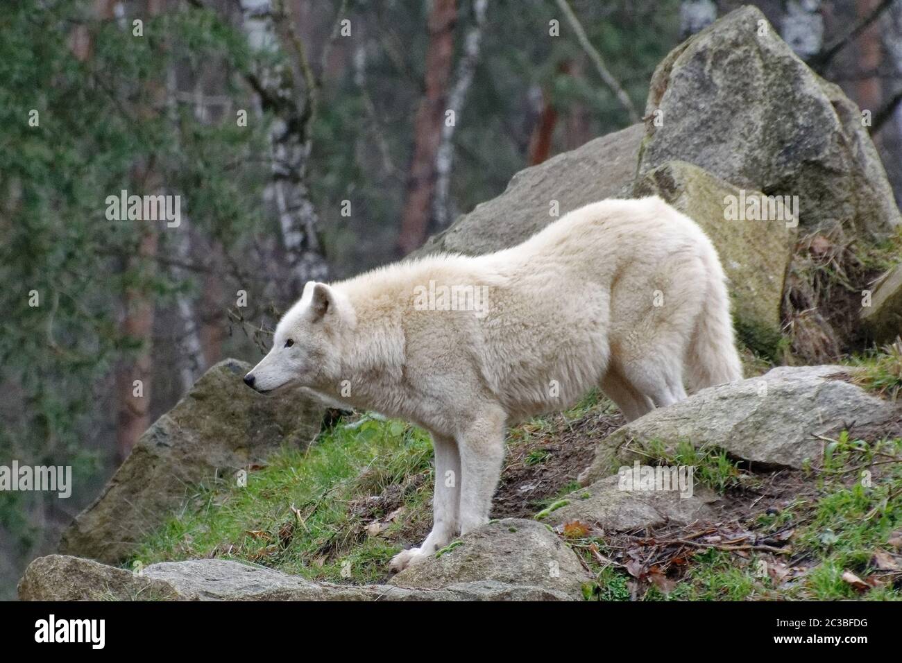 Polarwolf High Resolution Stock Photography and Images - Alamy