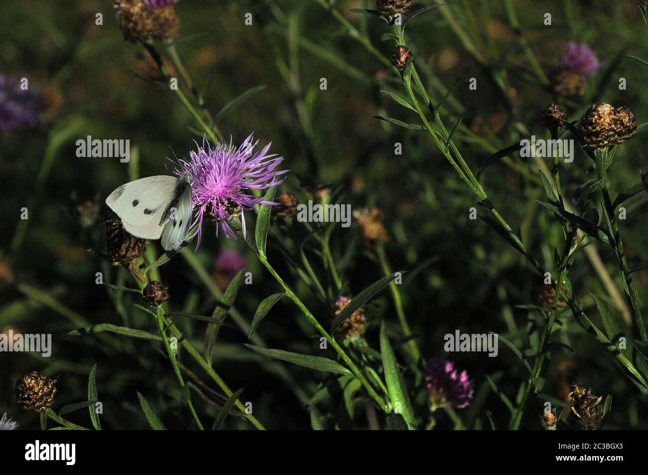 Butterfly in a meadow hi-res stock photography and images - Alamy