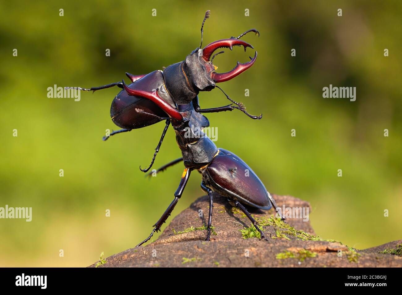 Battle bugs hi-res stock photography and images - Alamy