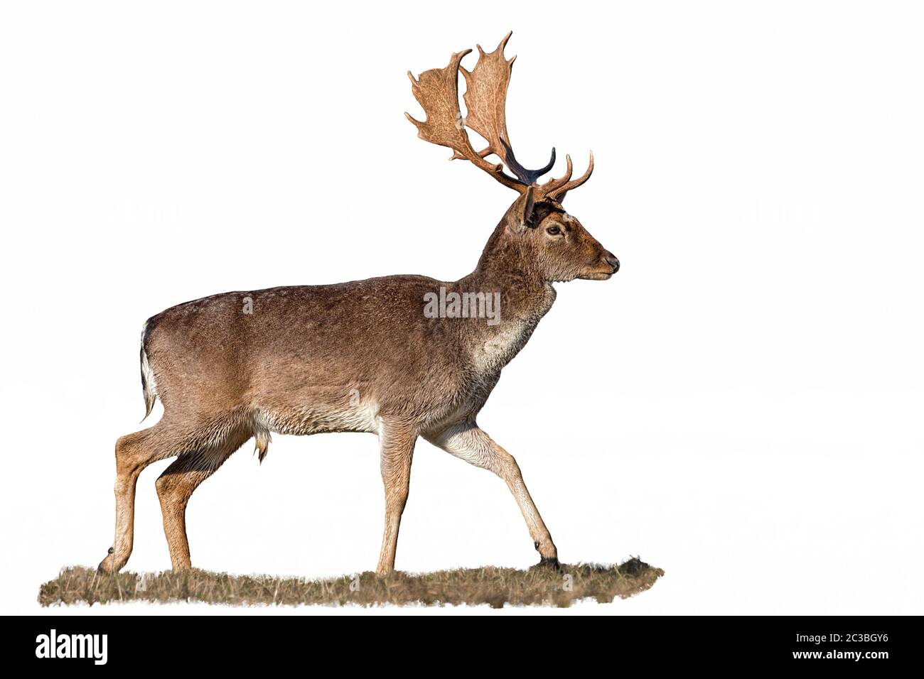 Fallow deer, dama dama, stag with antlers walking on meadow from side ...