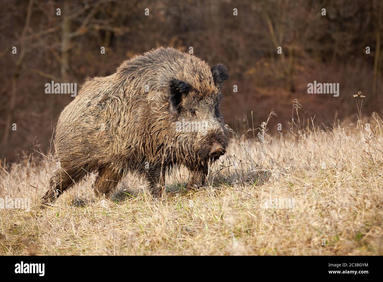 Majestic wild boar, sus scrofa, walking on a meadow with dry grass in ...