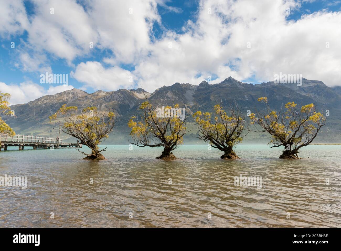 Four willow trees in the water in the landscape of Lake Wakatipu ...