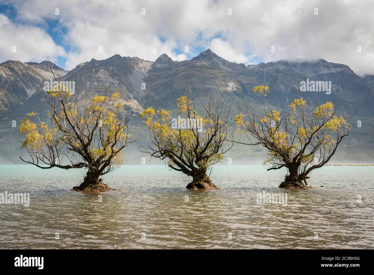 THree willow trees in the water in the landscape of Lake Wakatipu ...