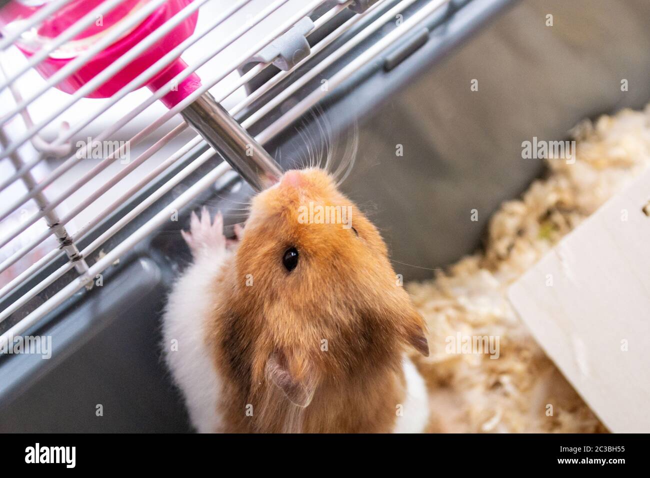 Hamster Drinking Water