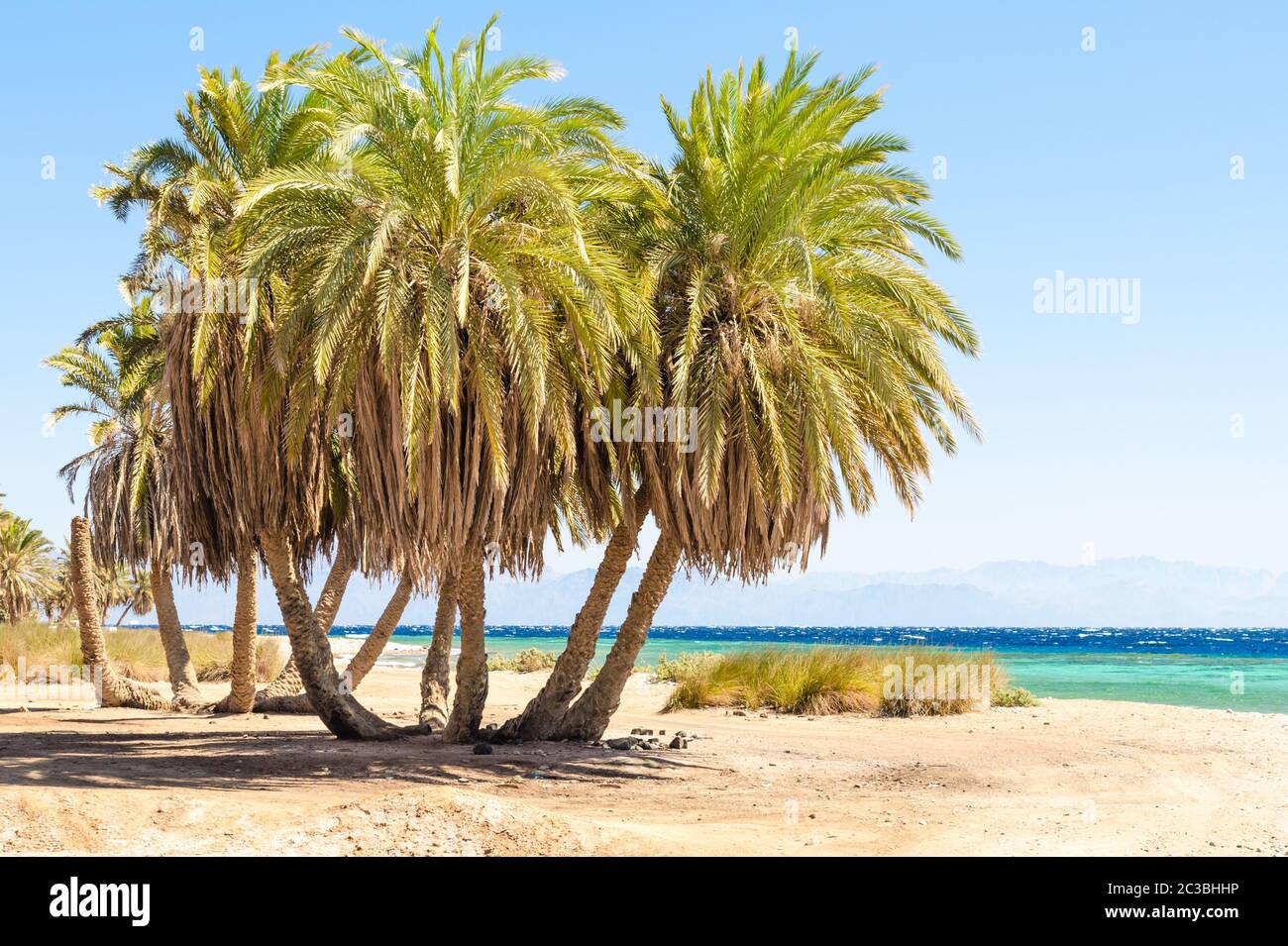 palm trees by the sea against the backdrop of mountains in Egypt Dahab ...