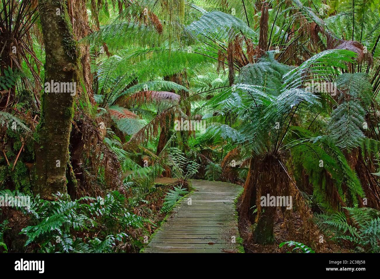 Rain forest, Australia Stock Photo - Alamy