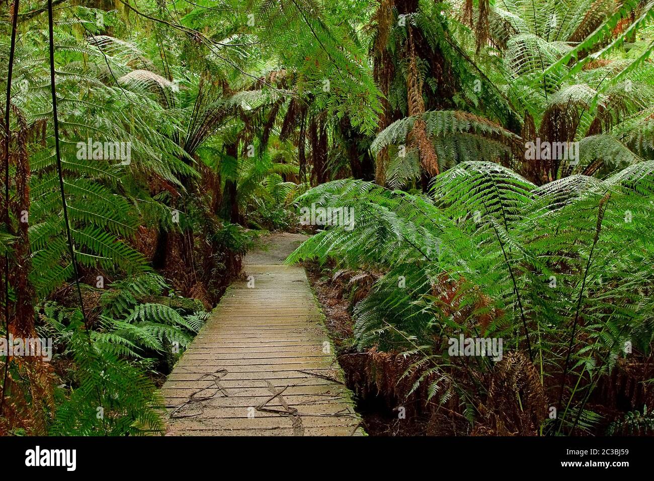 Rain forest, Australia Stock Photo - Alamy