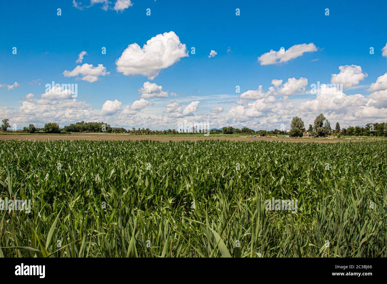 Corn field under a blue sky Stock Photo - Alamy