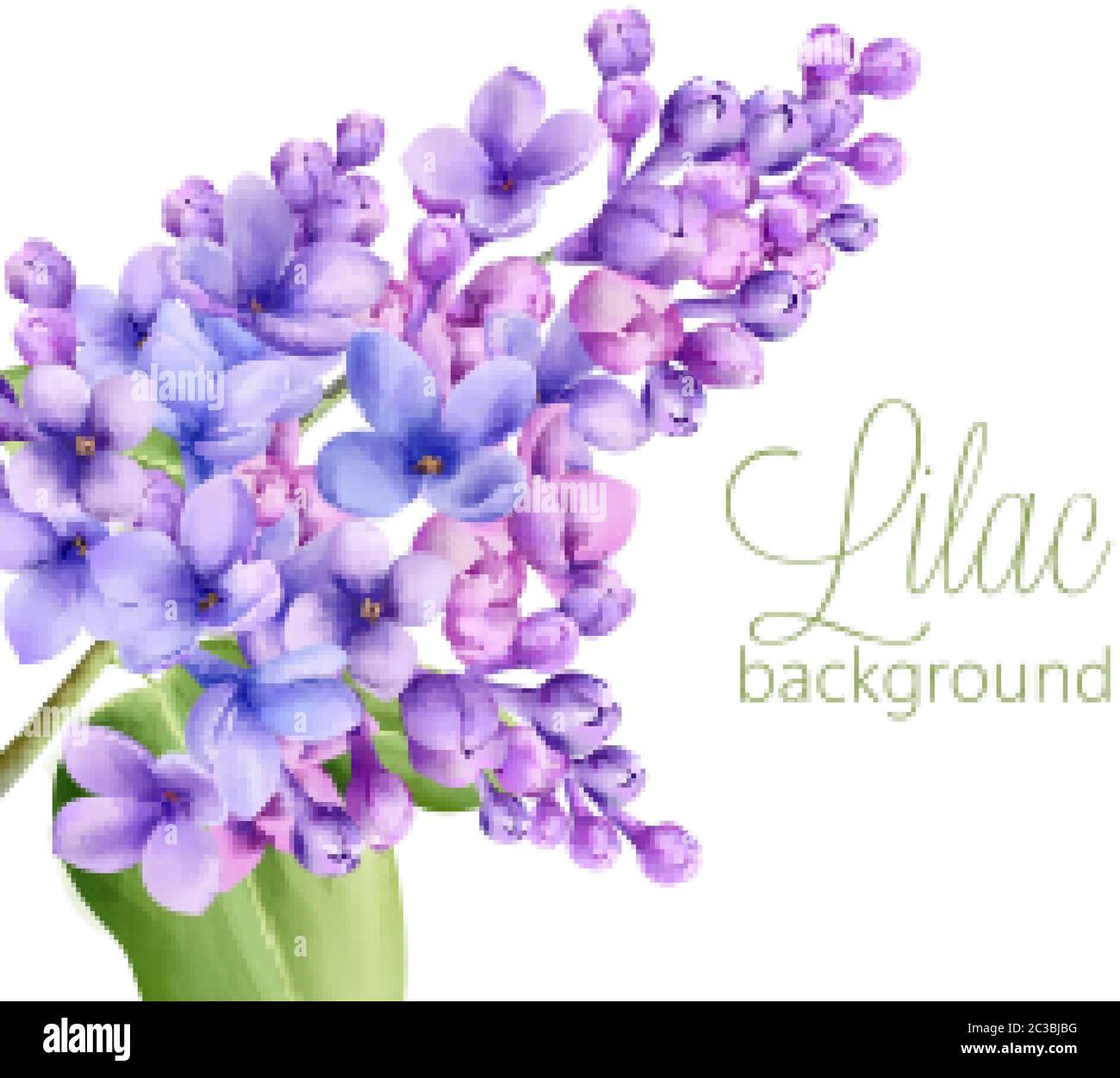 Lilac flowers on white background. Watercolor drawing. Vector Stock ...