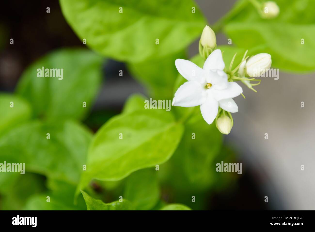 Jasmine flower in home hi-res stock photography and images - Alamy