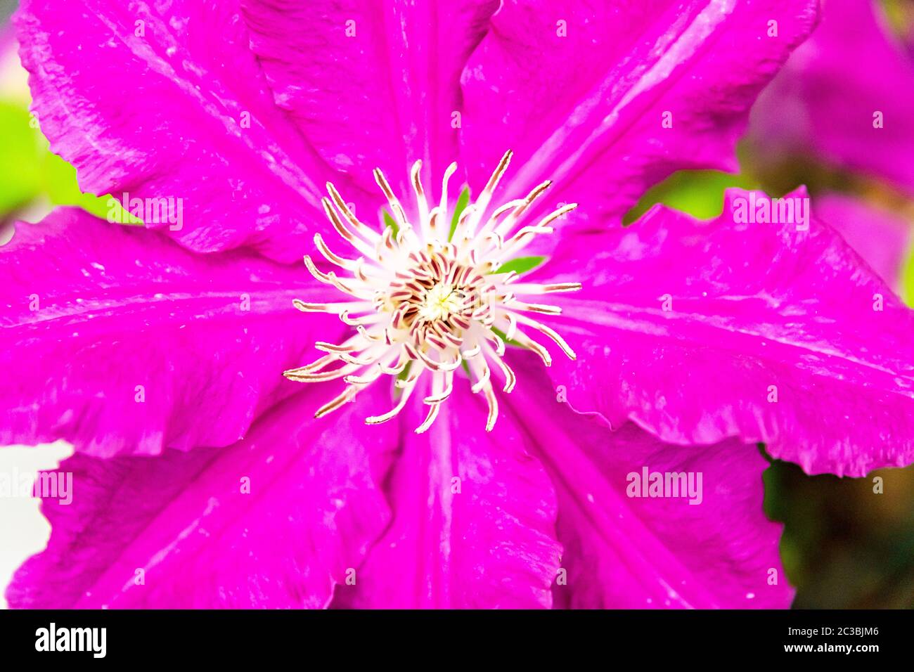 Isolated flowers foreground hi-res stock photography and images - Alamy