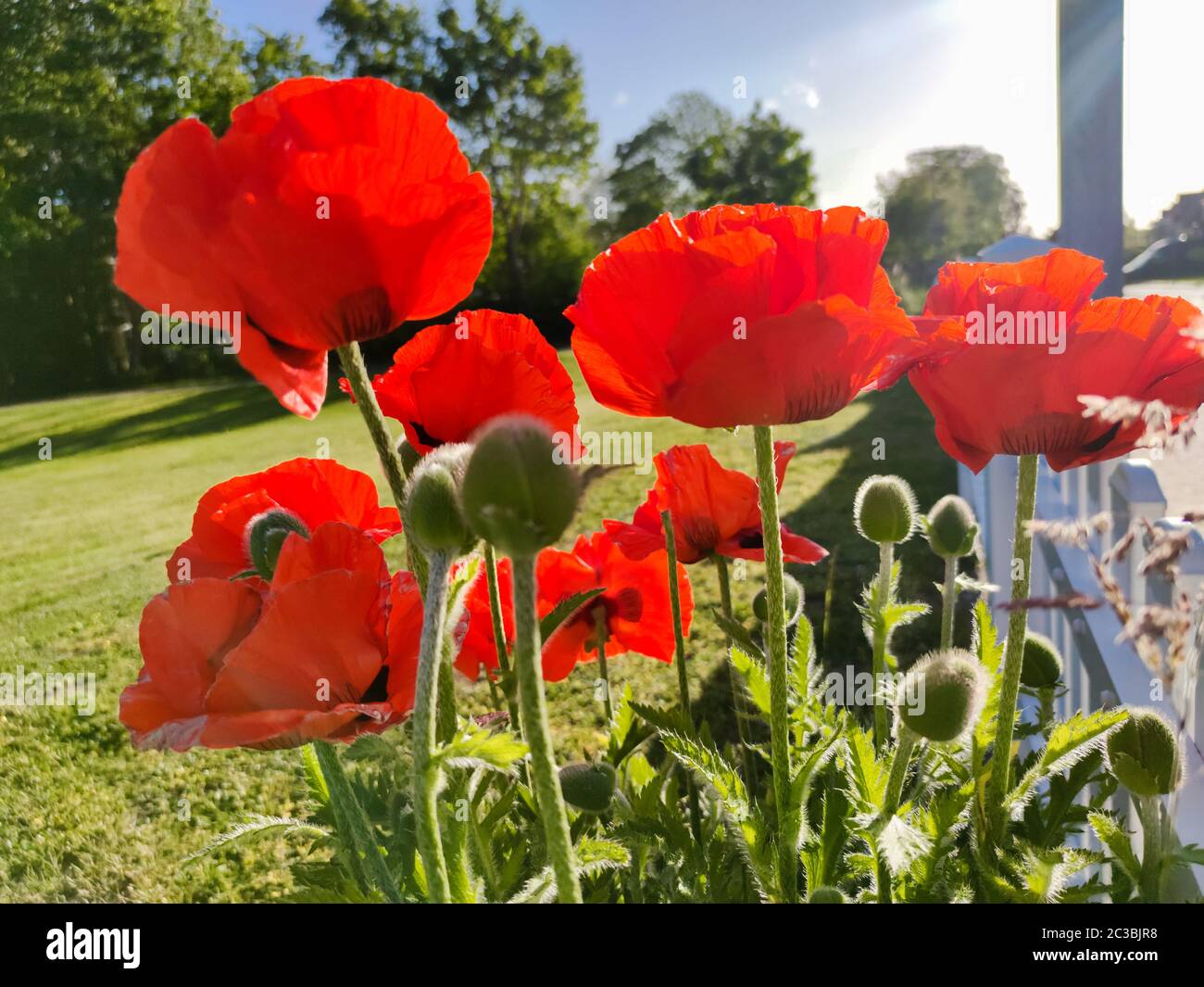 Photo of flower poppy flowering on background with green meadow and ...