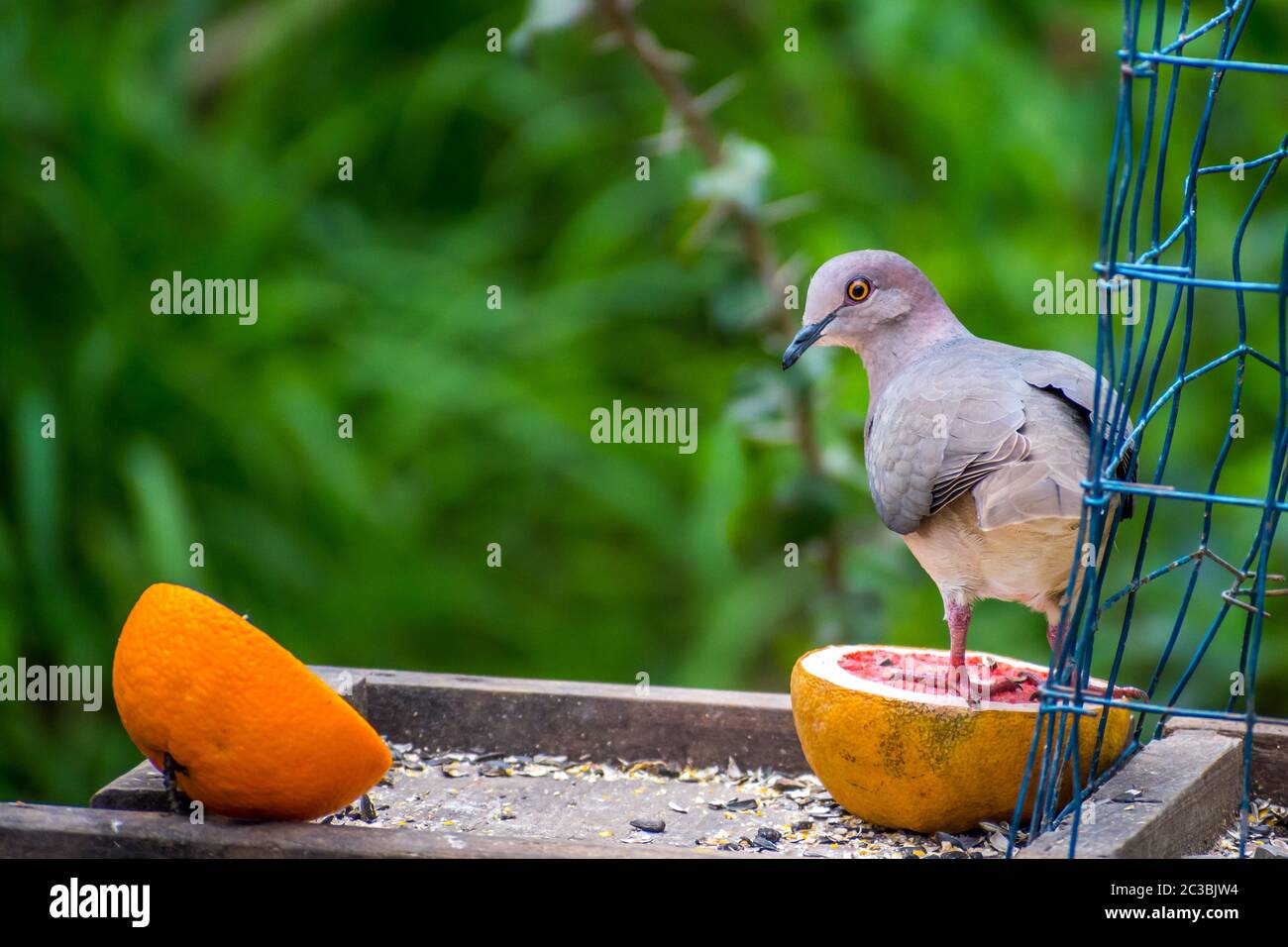 A Plain Chachalaca bird in Estero Llano Grande State Park, Texas Stock ...