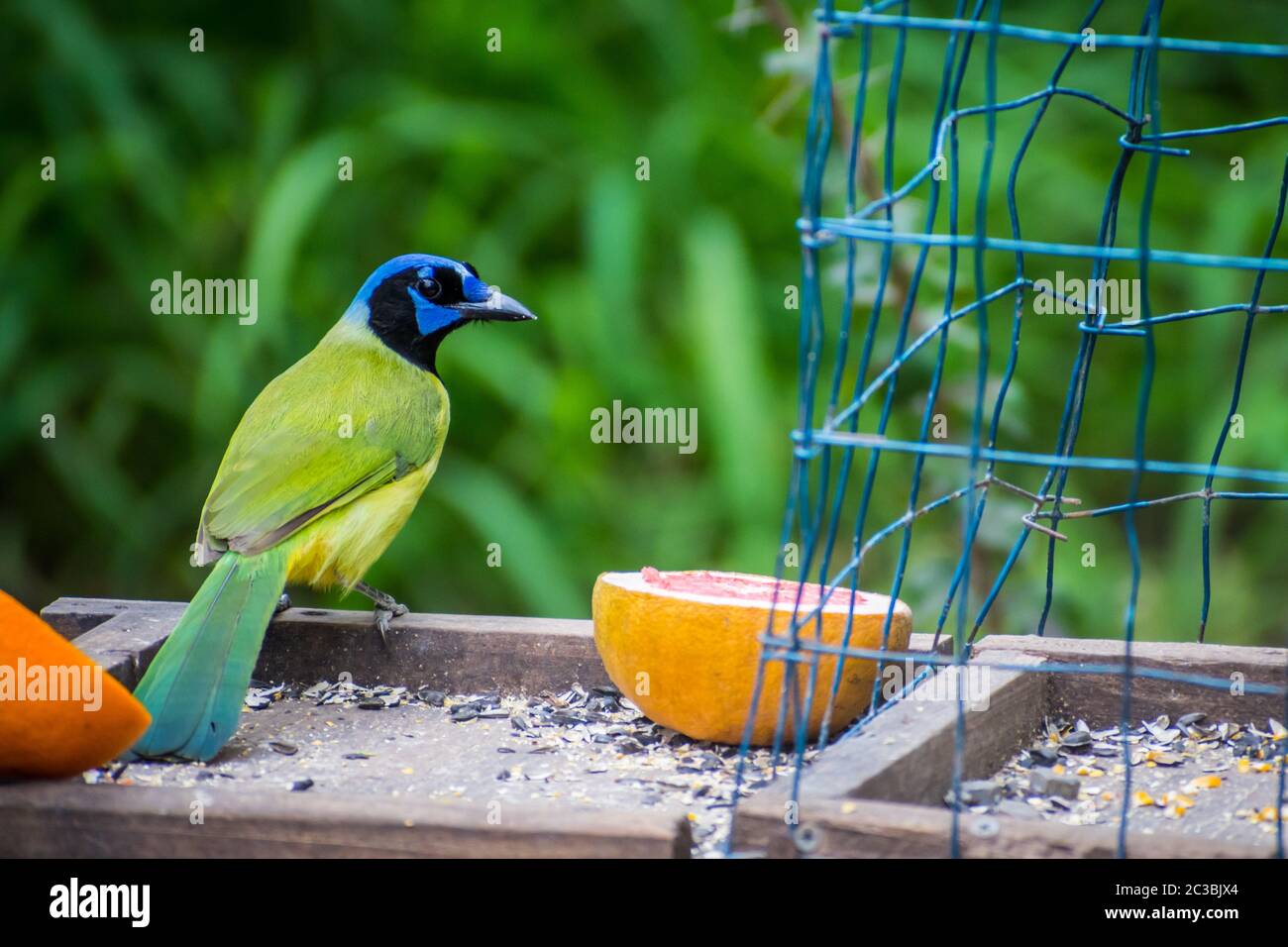 A Green Jay in Estero Llano Grande State Park, Texas Stock Photo - Alamy