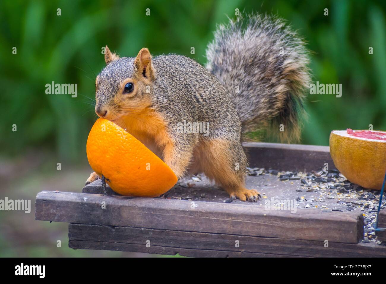 A Fox Squirrel in Estero Llano Grande State Park, Texas Stock Photo - Alamy