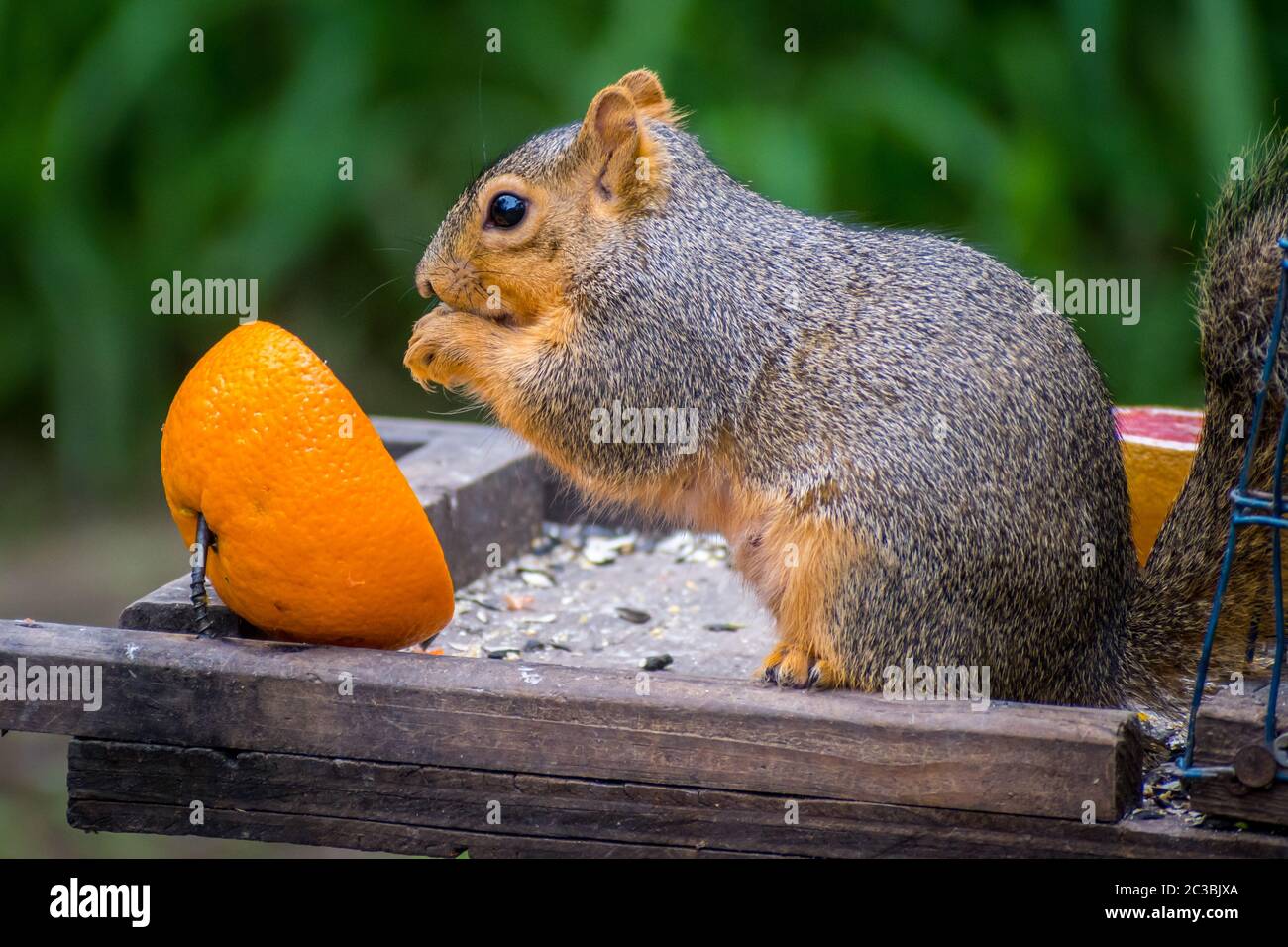 A Fox Squirrel in Estero Llano Grande State Park, Texas Stock Photo - Alamy