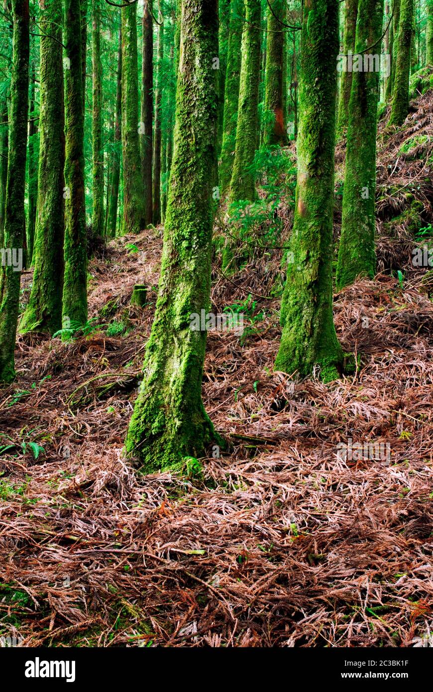azores rain forest at sao miguel island Stock Photo - Alamy