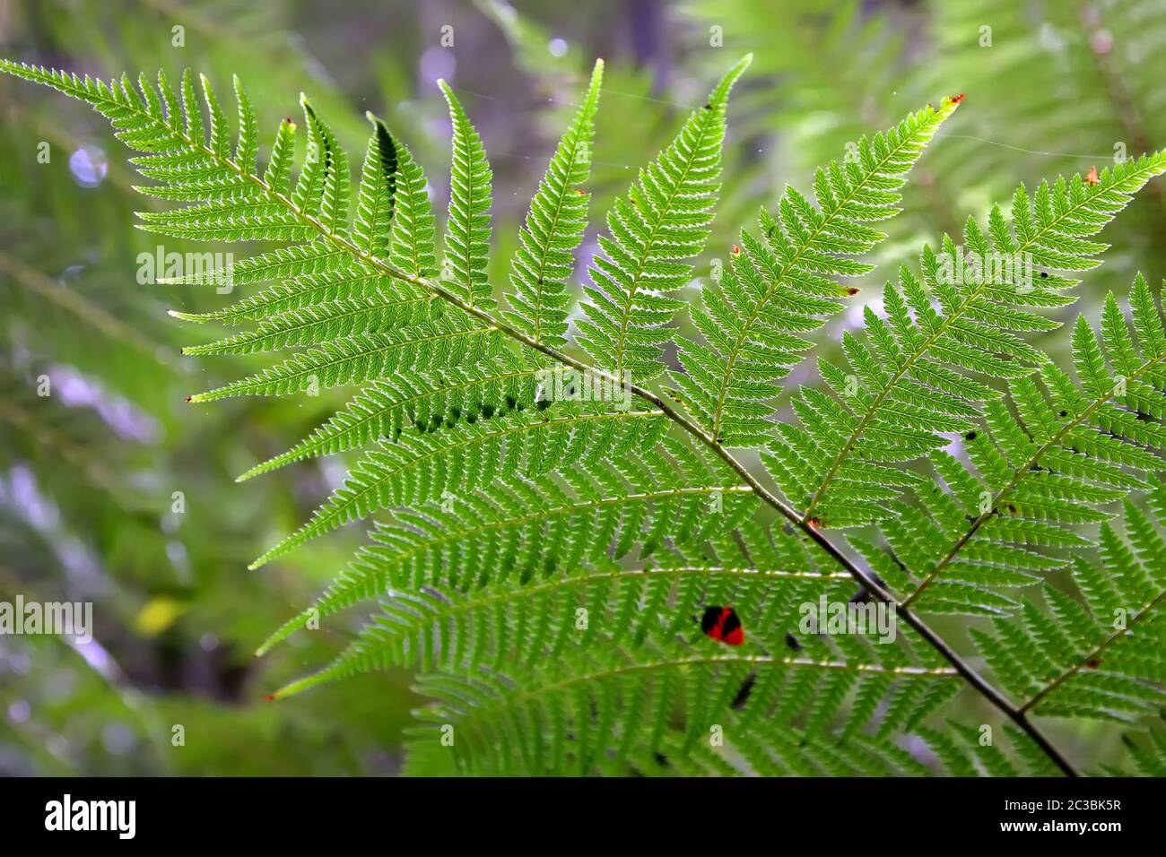 Wet fern bush hi-res stock photography and images - Alamy