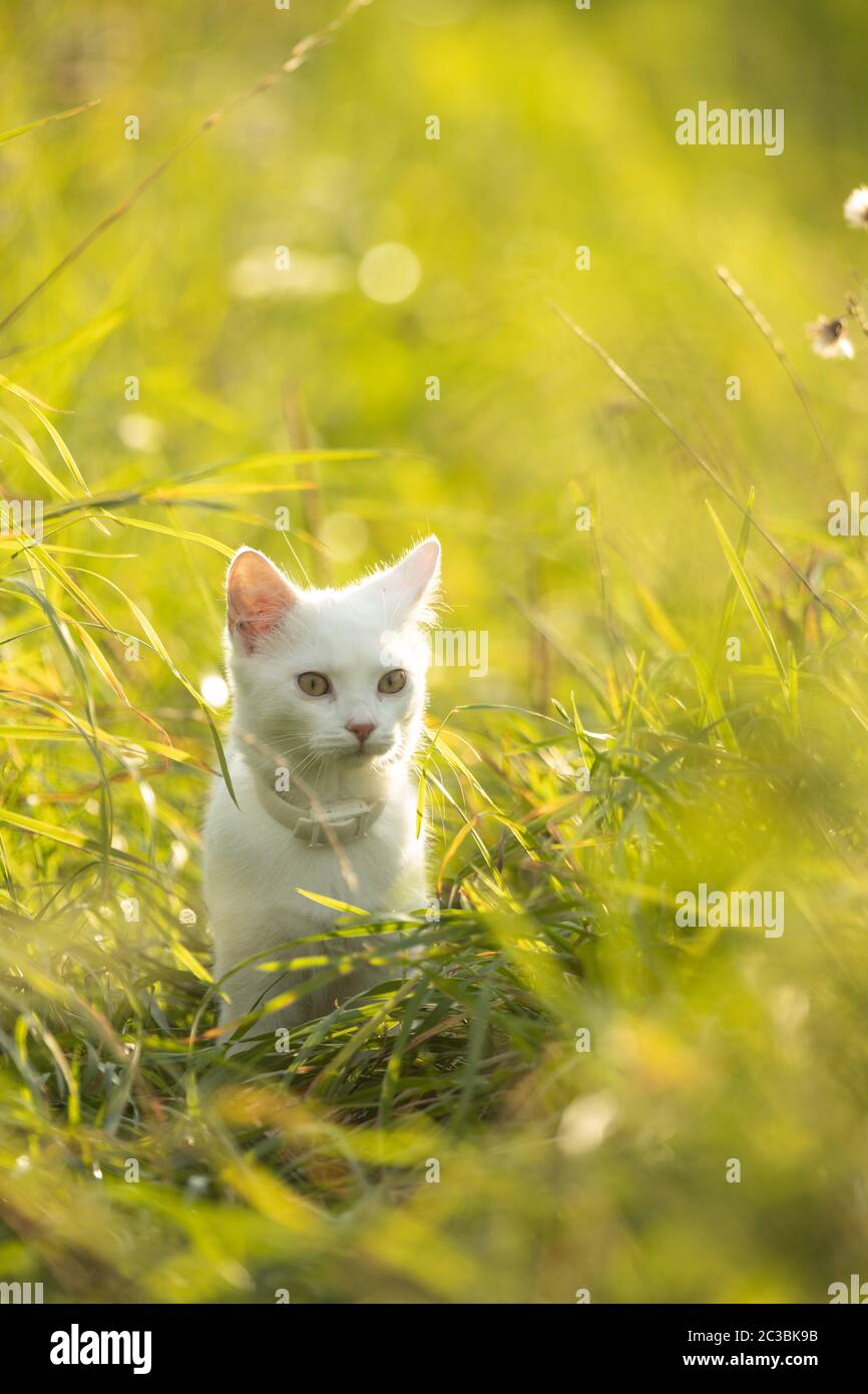 Extremely cute white kitten on a lovely meadow, playing outside - sweet ...